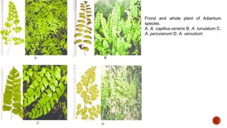 Adiantum .pptx
