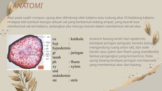 morfologi pada tanaman paku Adiantum tenerum | PPTX