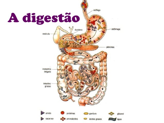 A digestão