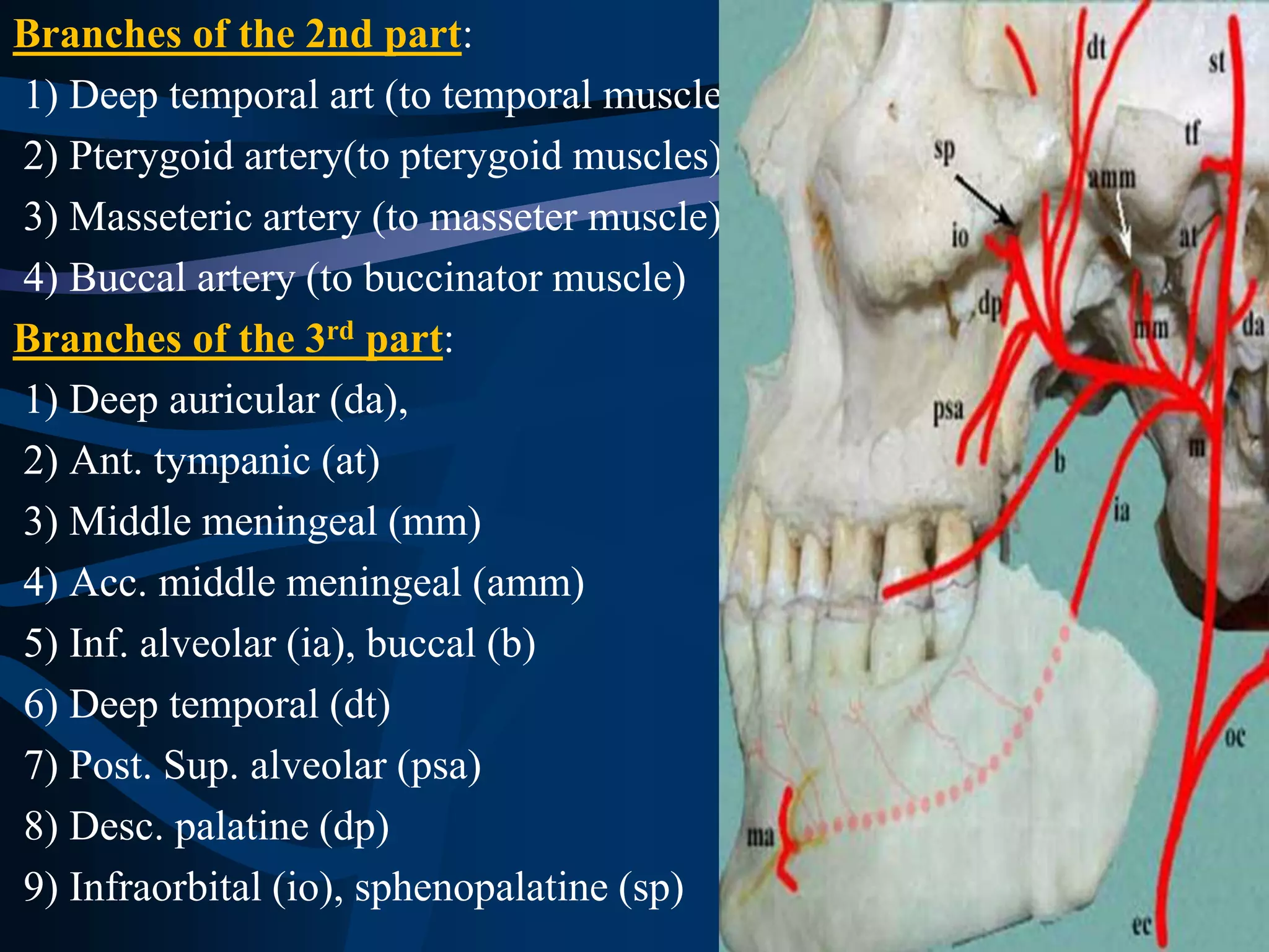 Surgical anatomy of Infratemporal fossa. by Dr. Aditya Tiwari | PPTX