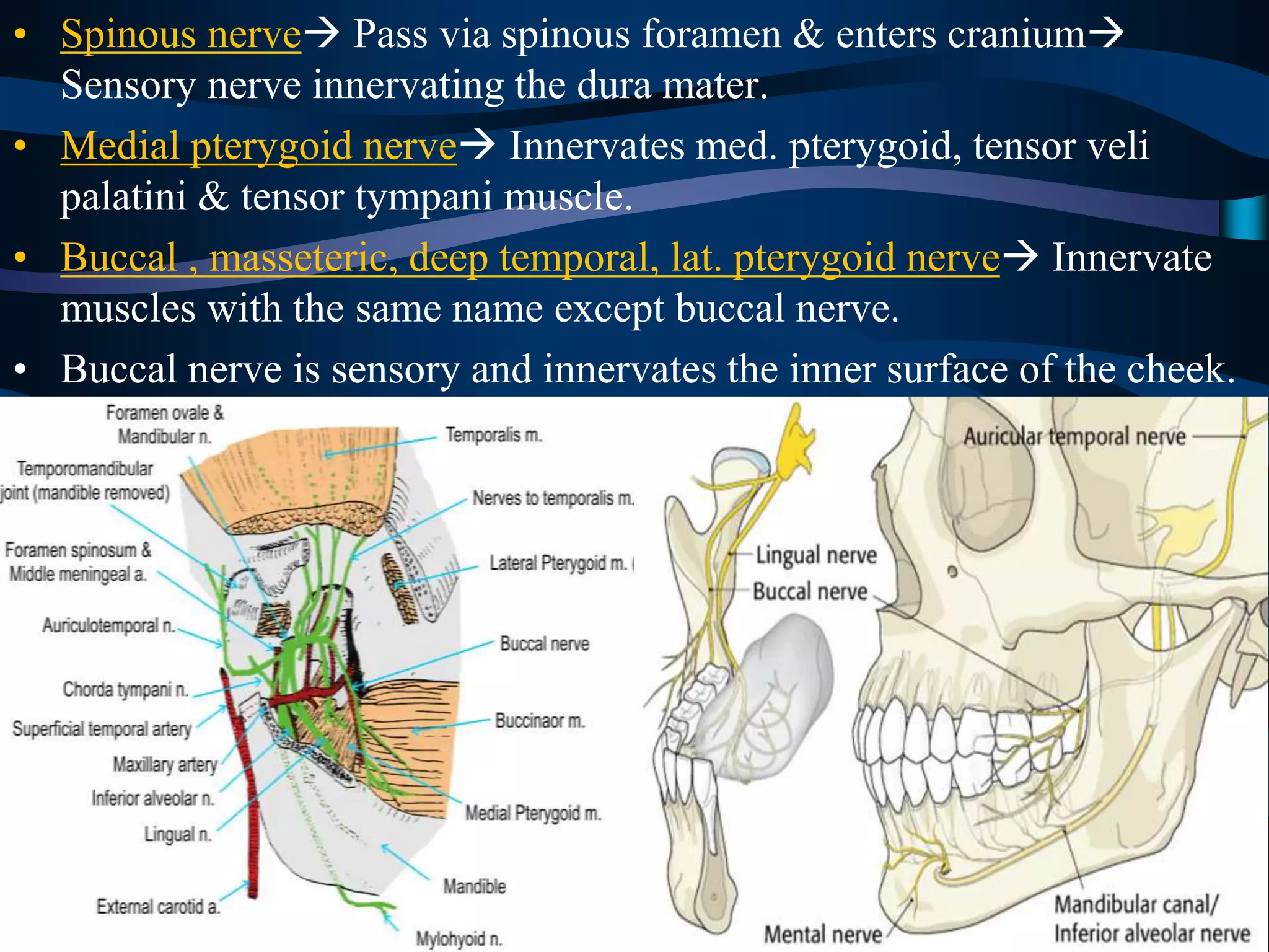 Surgical anatomy of Infratemporal fossa. by Dr. Aditya Tiwari | PPTX