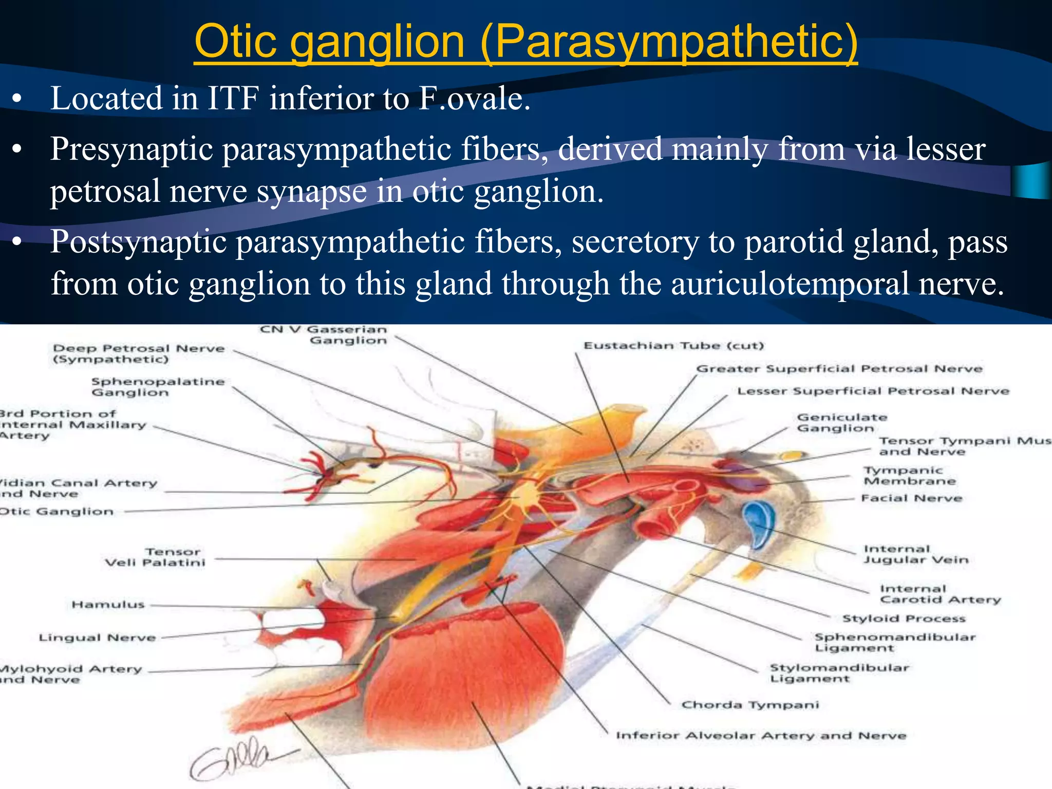 Surgical anatomy of Infratemporal fossa. by Dr. Aditya Tiwari | PPTX