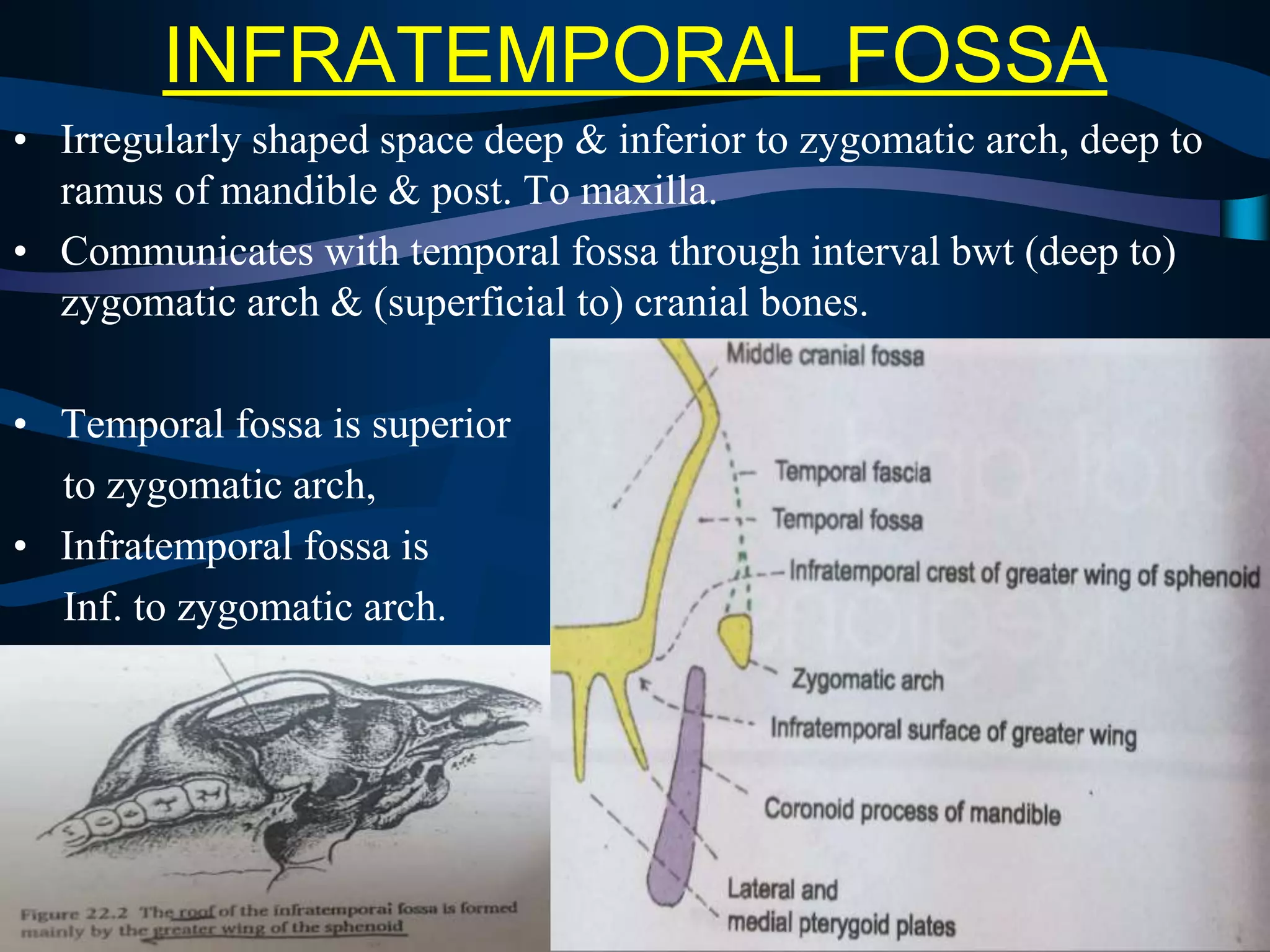 Surgical anatomy of Infratemporal fossa. by Dr. Aditya Tiwari | PPTX