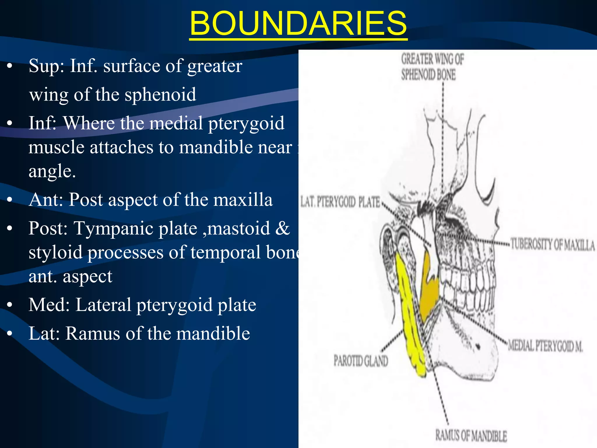 Surgical anatomy of Infratemporal fossa. by Dr. Aditya Tiwari | PPTX
