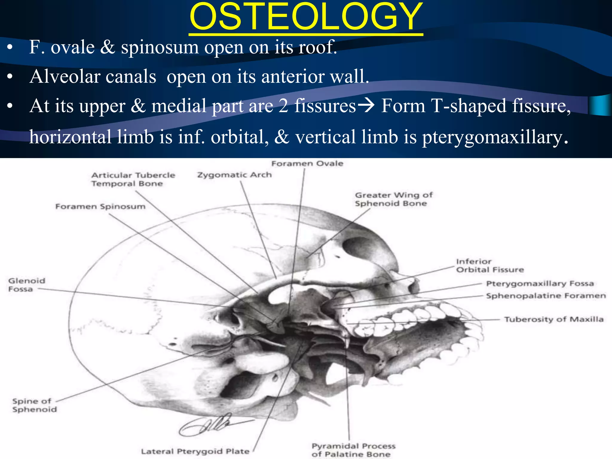 Surgical anatomy of Infratemporal fossa. by Dr. Aditya Tiwari | PPTX