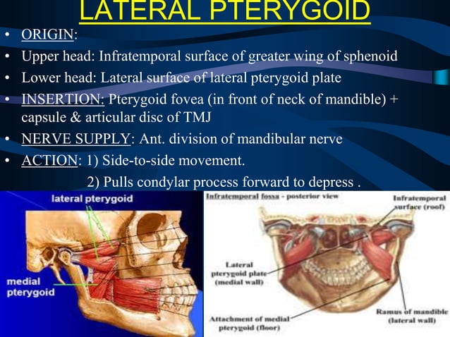 Surgical anatomy of Infratemporal fossa. by Dr. Aditya Tiwari | PPTX
