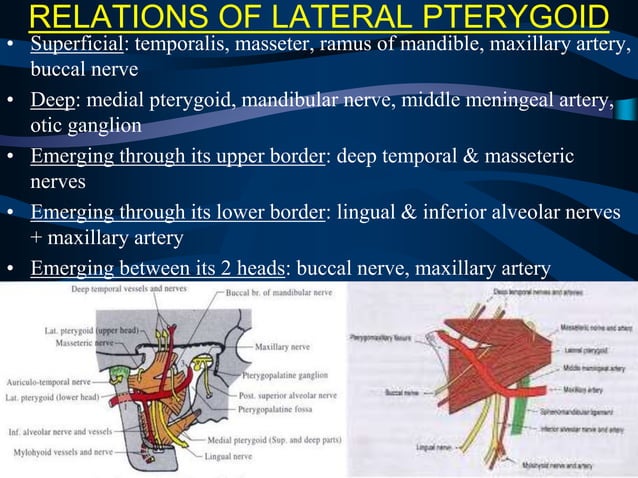 Surgical anatomy of Infratemporal fossa. by Dr. Aditya Tiwari | PPTX