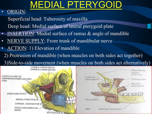 Surgical anatomy of Infratemporal fossa. by Dr. Aditya Tiwari | PPTX