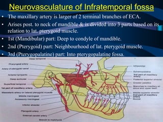 Ppt Infratemporal Fossa Ii Maxillary Nerve Vessels