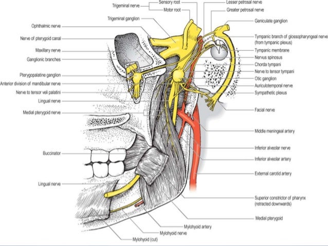 Surgical anatomy of Infratemporal fossa. by Dr. Aditya Tiwari