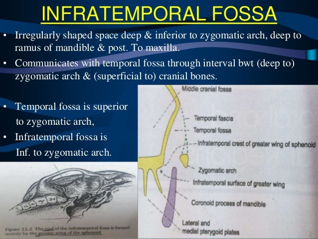 Surgical anatomy of Infratemporal fossa. by Dr. Aditya Tiwari