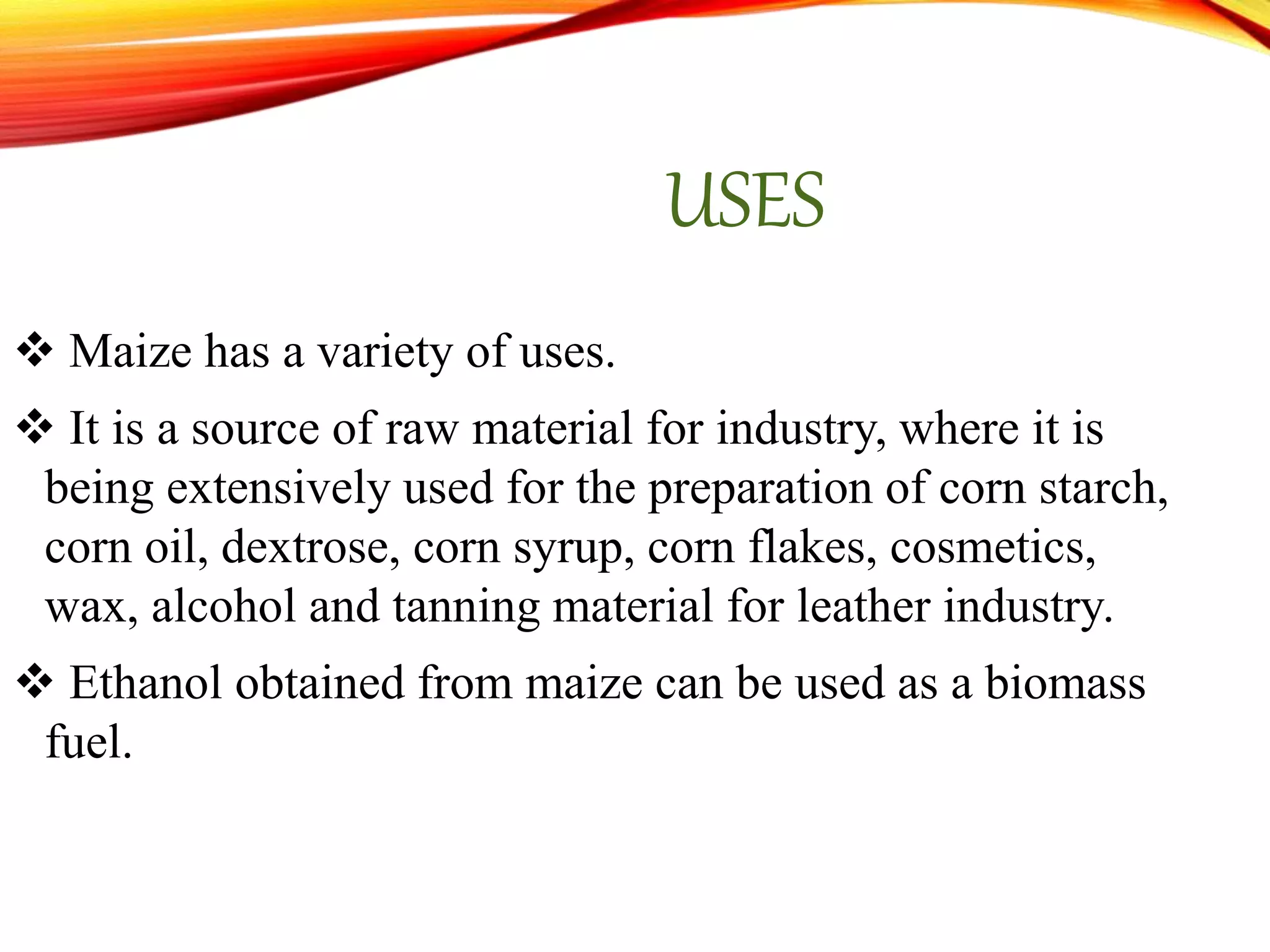 MAIZE | PPTX