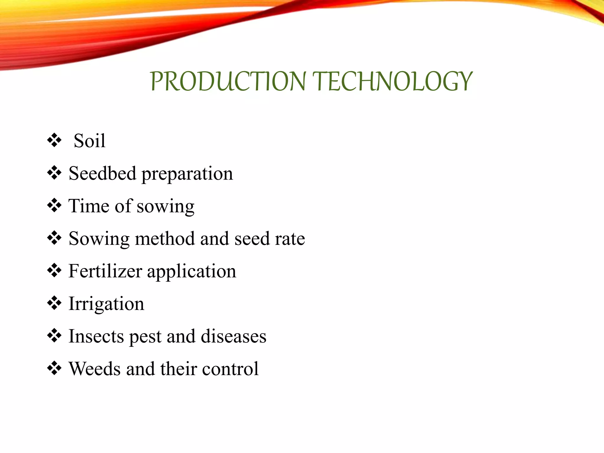 MAIZE | PPTX