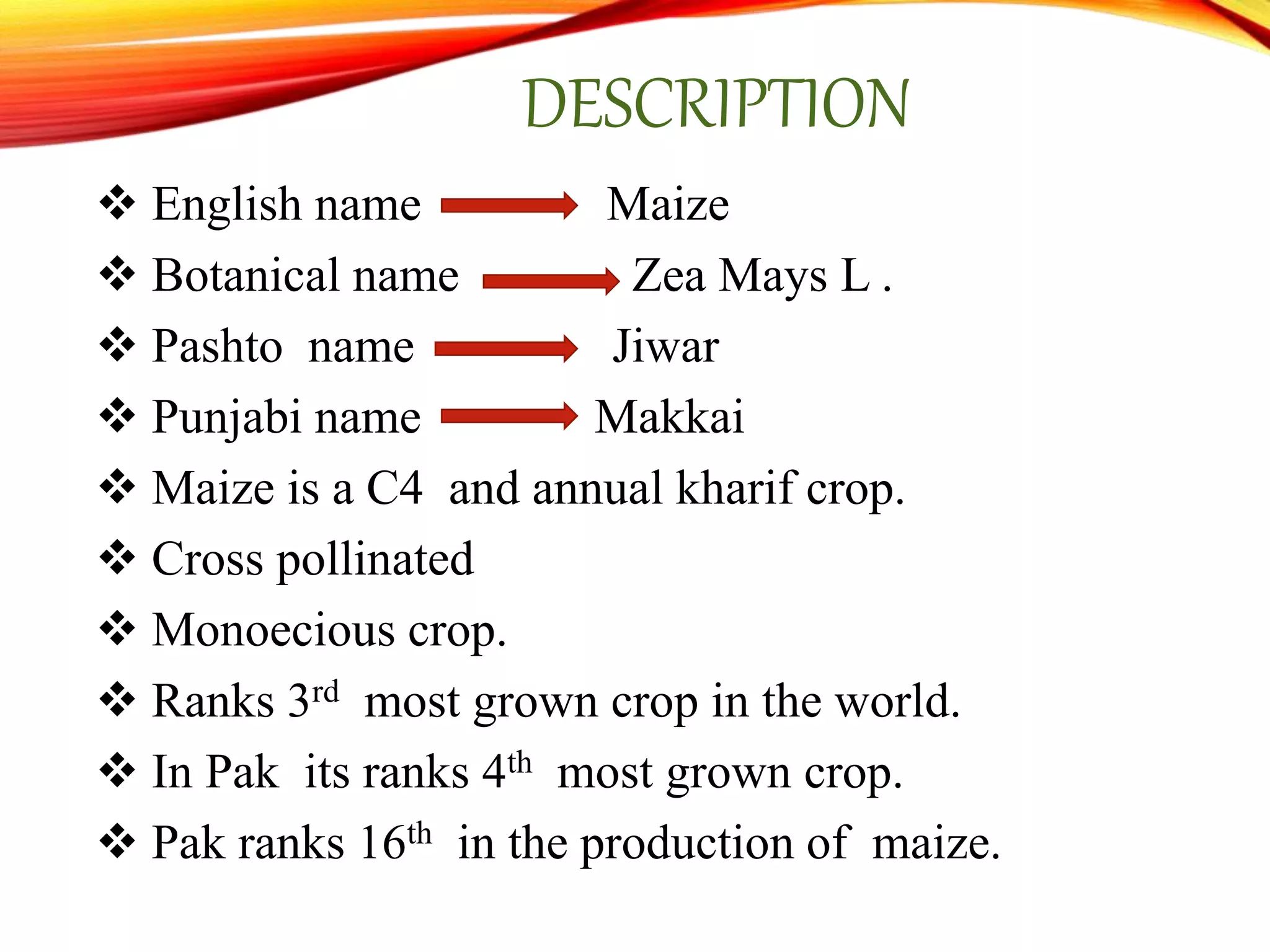 MAIZE | PPTX