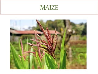 MAIZE | PPTX
