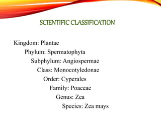 MAIZE | PPTX