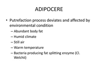 Adipocere Definition