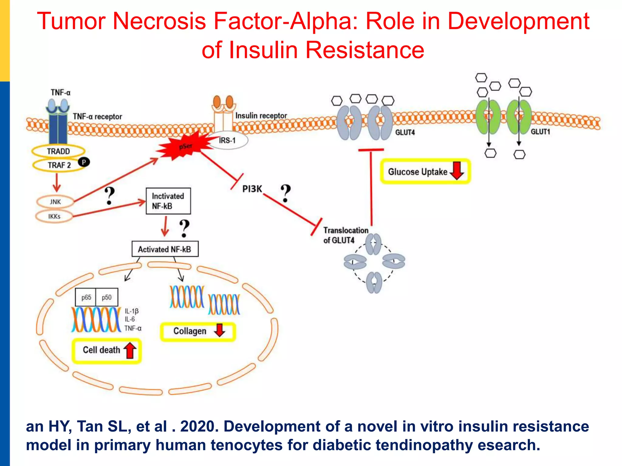 Adipokines in Insulin Resistance Current Updates.pptx