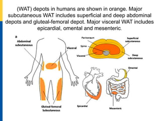 Adipokines in Insulin Resistance Current Updates.pptx
