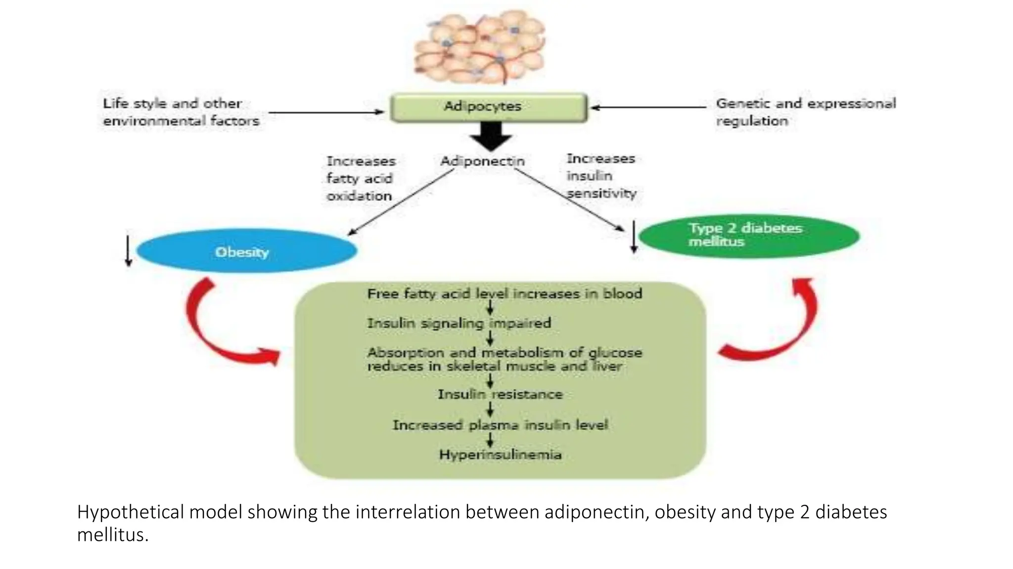 ADIPONECTIN.pptx