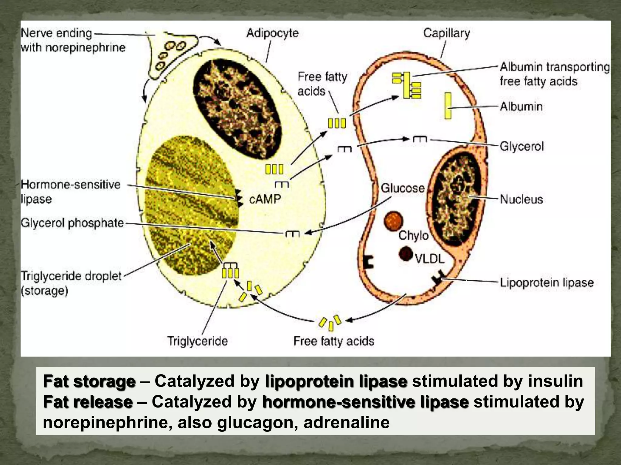 Adipose tissue | PPTX