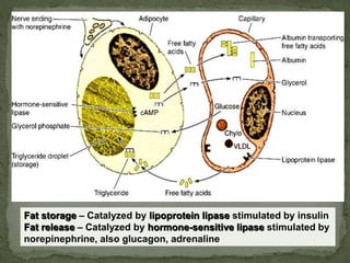 Adipose tissue | PPTX