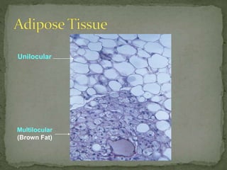 Adipose tissue | PPTX