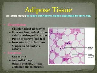 Adipose tissue | PPTX