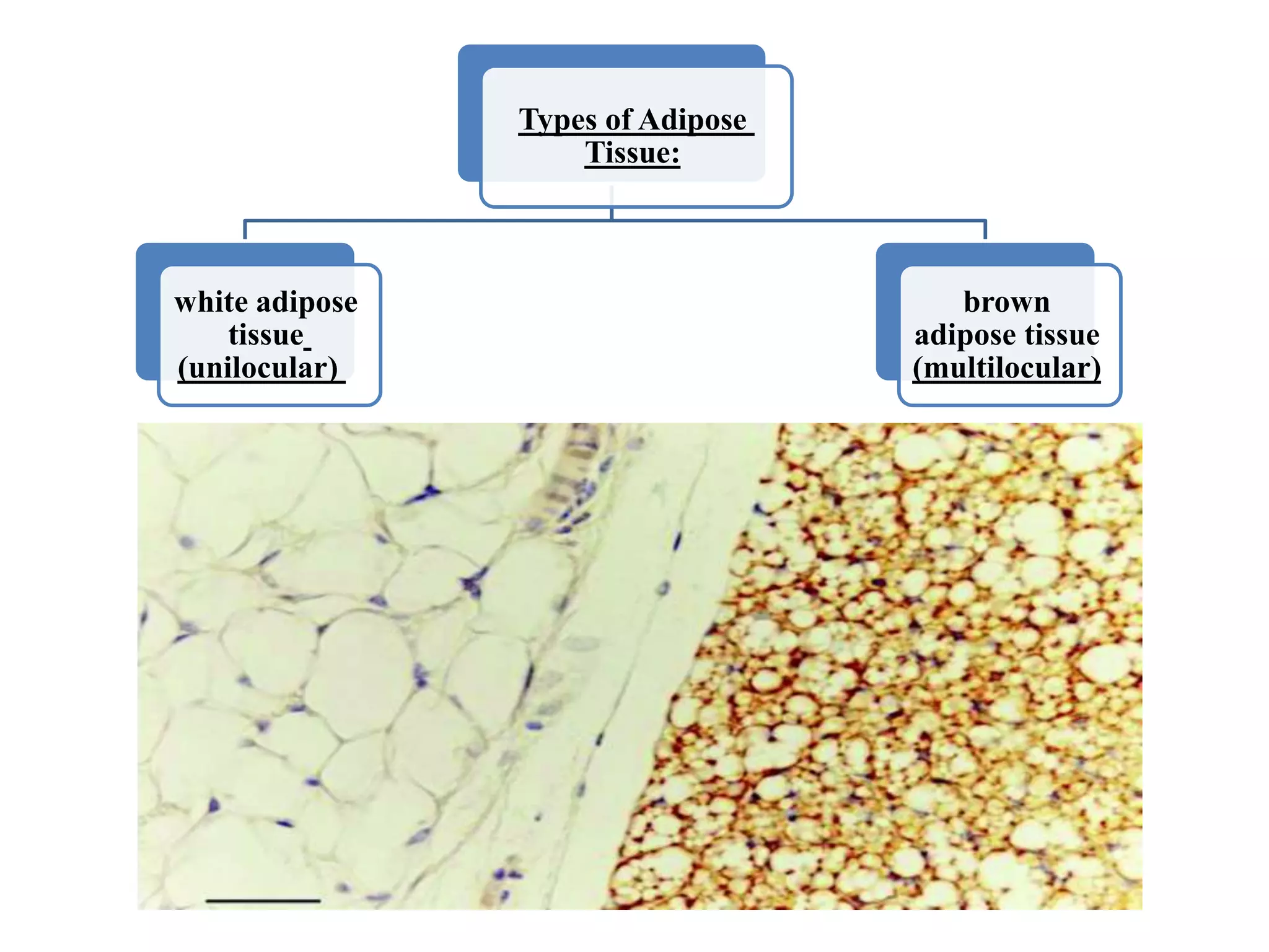 Adipose tissue histology | PPT