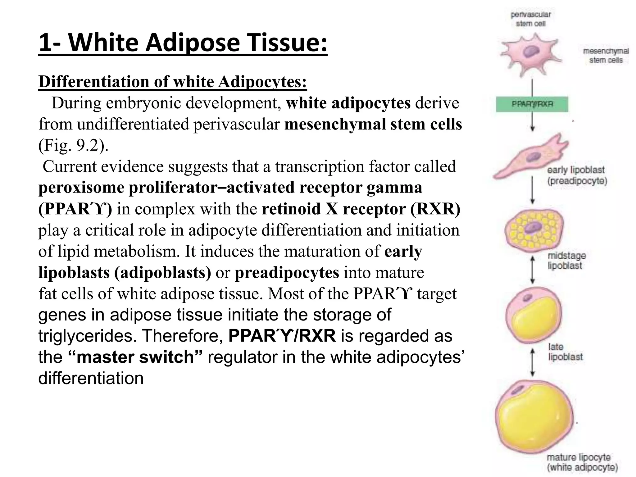Adipose tissue histology | PPT
