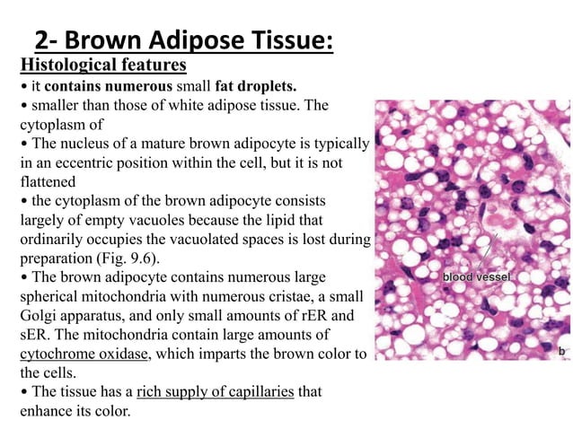 Adipose tissue histology | PPT