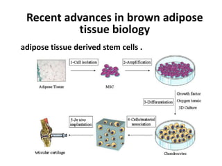 Adipose tissue histology | PPT