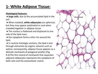 Adipose tissue histology | PPT