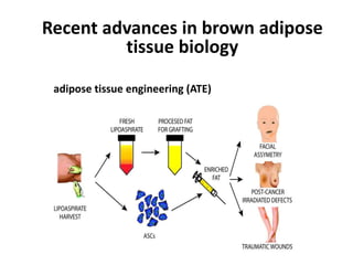 Adipose tissue histology - maha hammady | PPTX