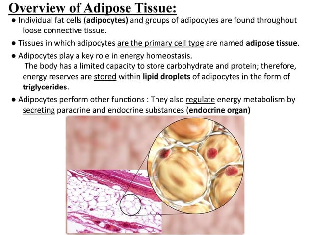 Adipose tissue histology - maha hammady | PPTX | Endocrine and ...