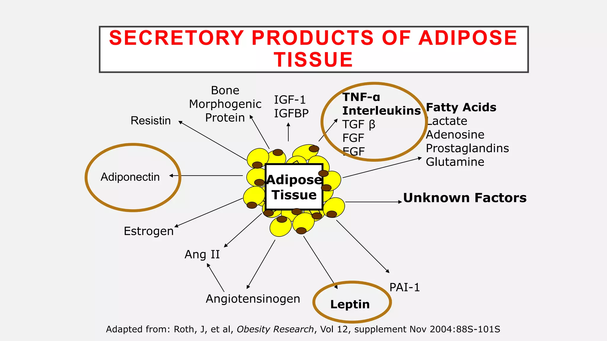 Adipose tissue as an endocrine organ | PPTX