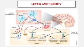Adipose tissue as an endocrine organ | PPTX
