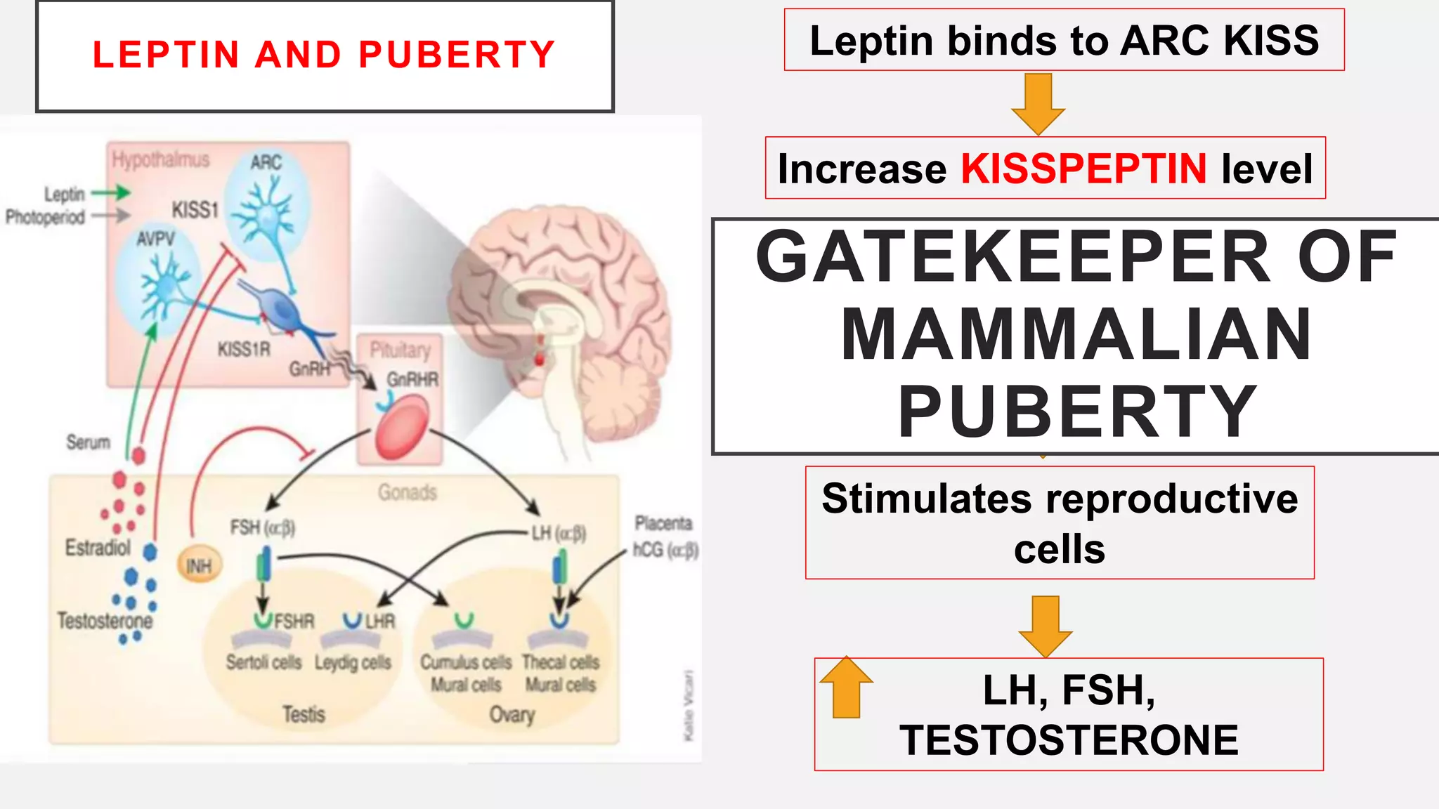 ADIPOSE TISSUE AS AN ENDOCRINE ORGAN.pptx