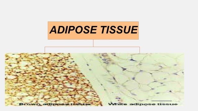 Adipose tissue as endocrine tissue.ppt