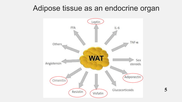 Adipose tissue as endocrine tissue.ppt