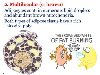 Adipose tissue dr hina | PPTX