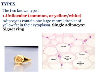 Adipose tissue dr hina | PPTX