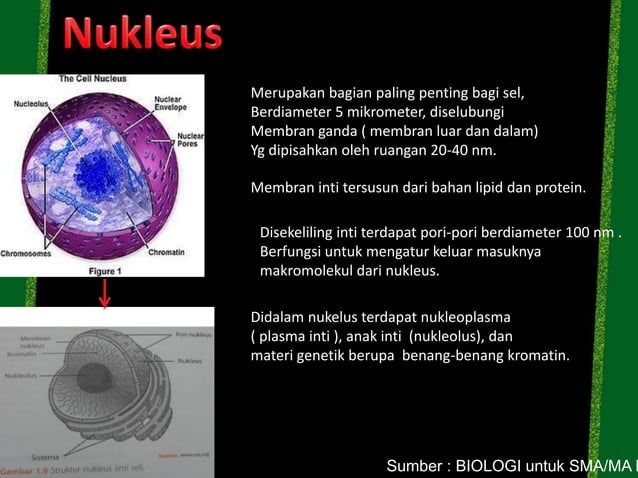 Nukleus dan sitoplasma | PPTX