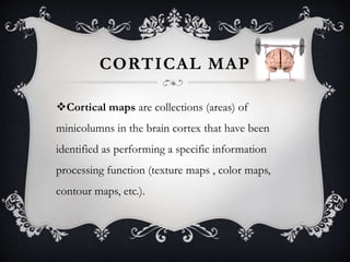 effects of biomechanical correction and yoga on cortical mapping and re ...