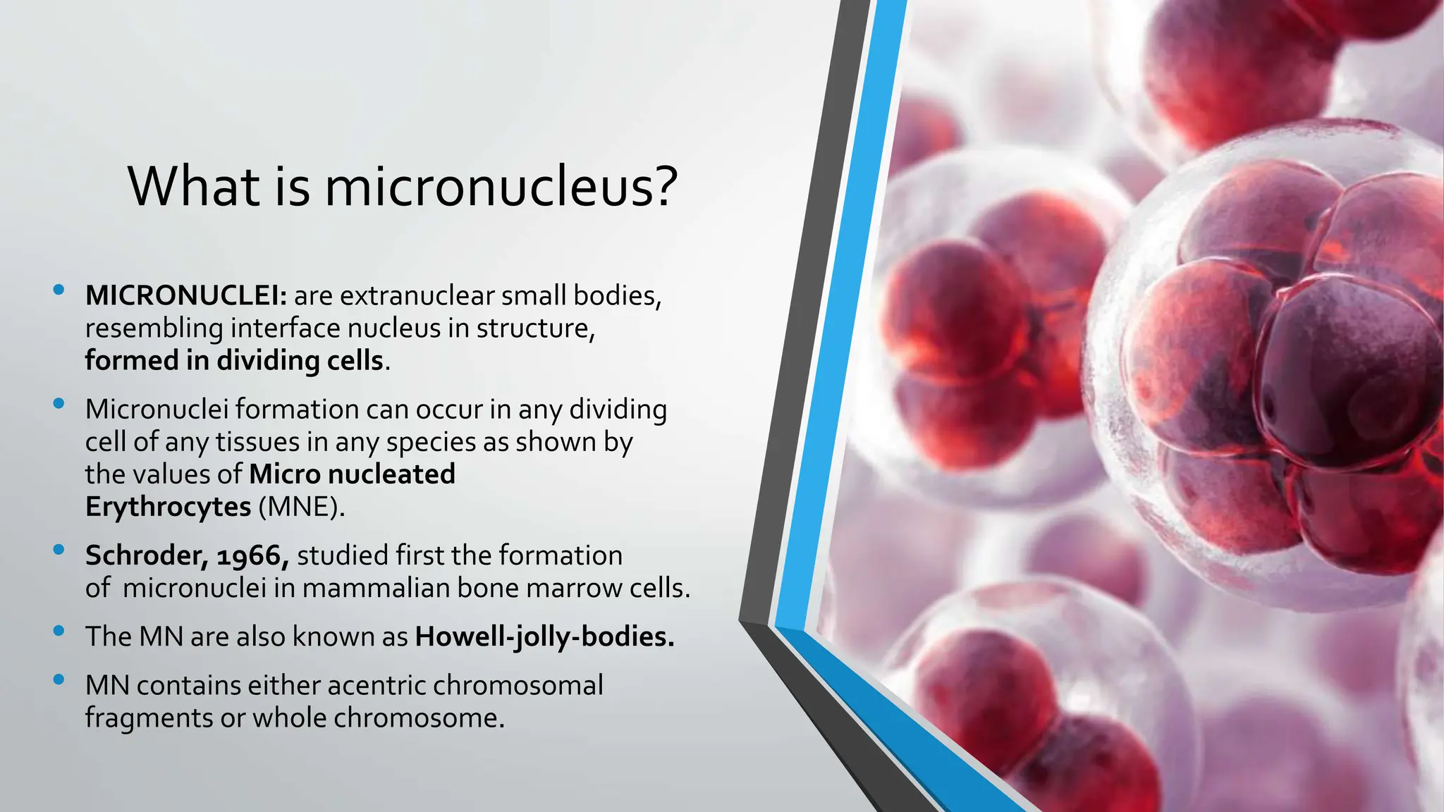 Micronuclei test.M.sc.zoology.fisheries. | PPTX
