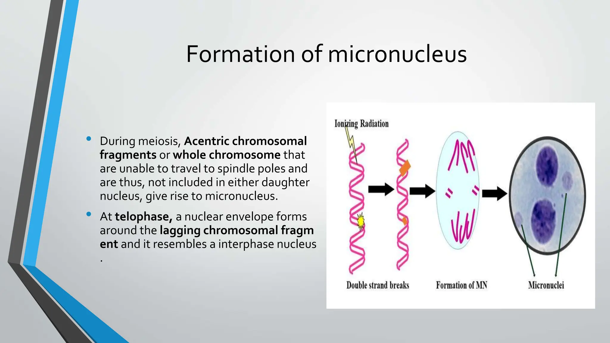 Micronuclei test.M.sc.zoology.fisheries. | PPTX