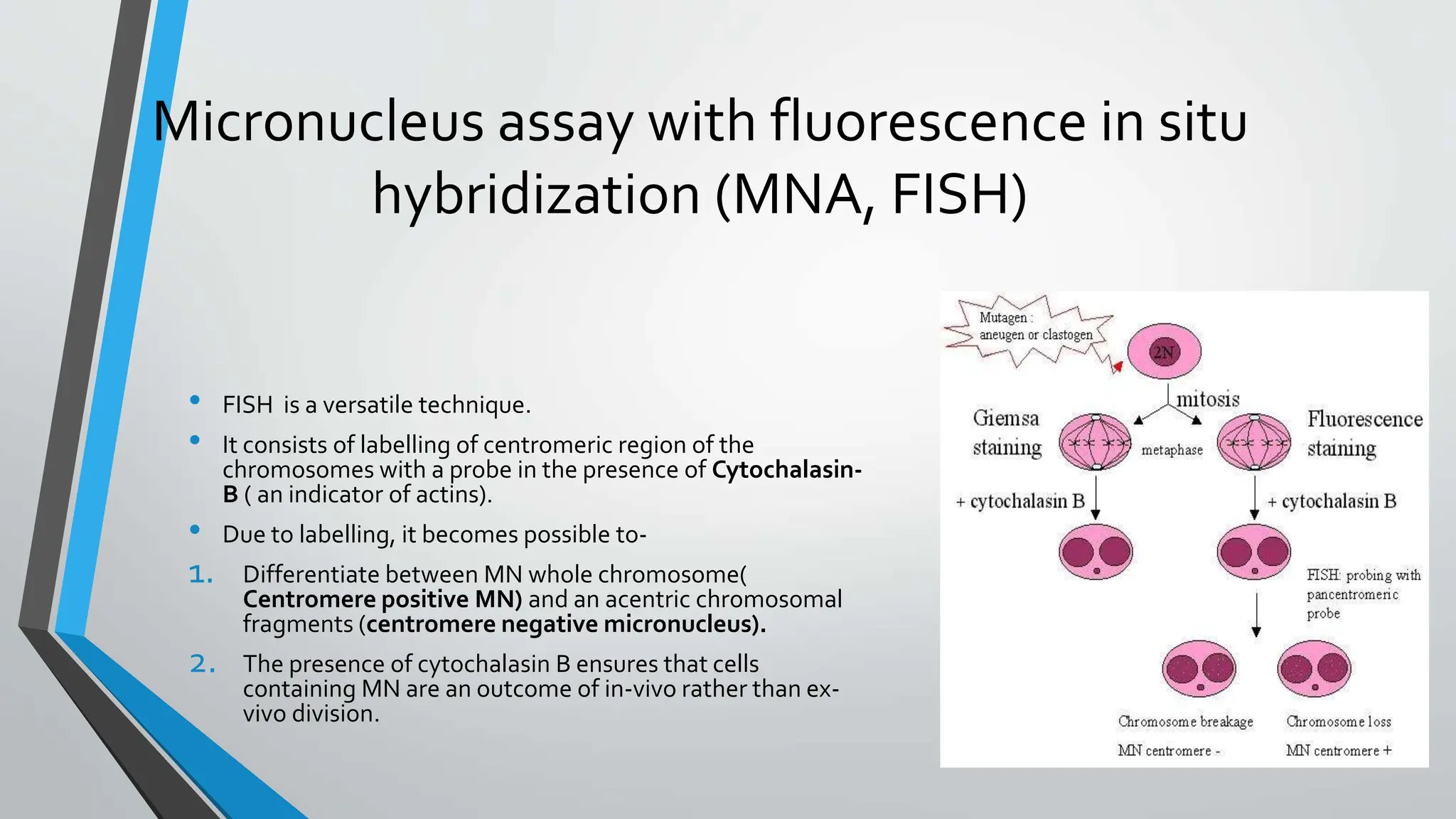 Micronuclei test.M.sc.zoology.fisheries. | PPTX