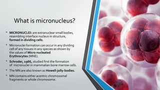 Micronuclei test.M.sc.zoology.fisheries. | PPTX
