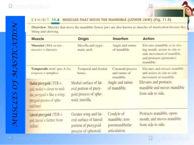 muscles of mastication