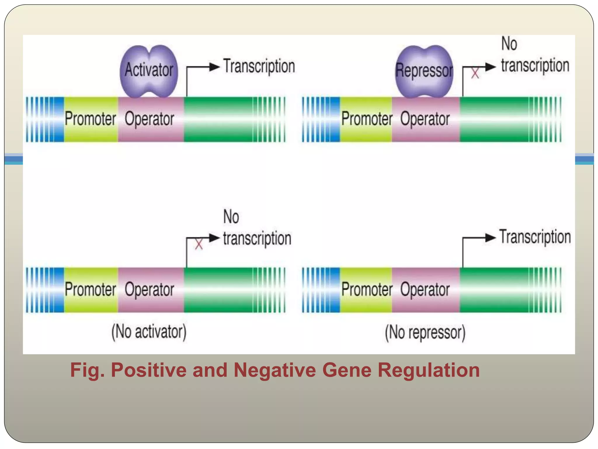 Regulation of Prokaryotic gene expression | PPT